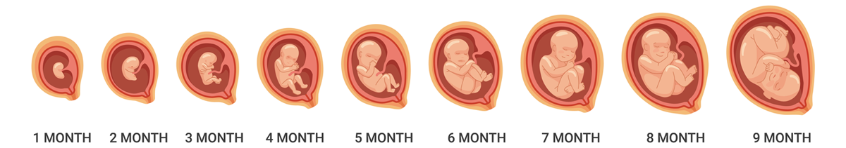 A Beginner's Guide to the Journey of Motherhood